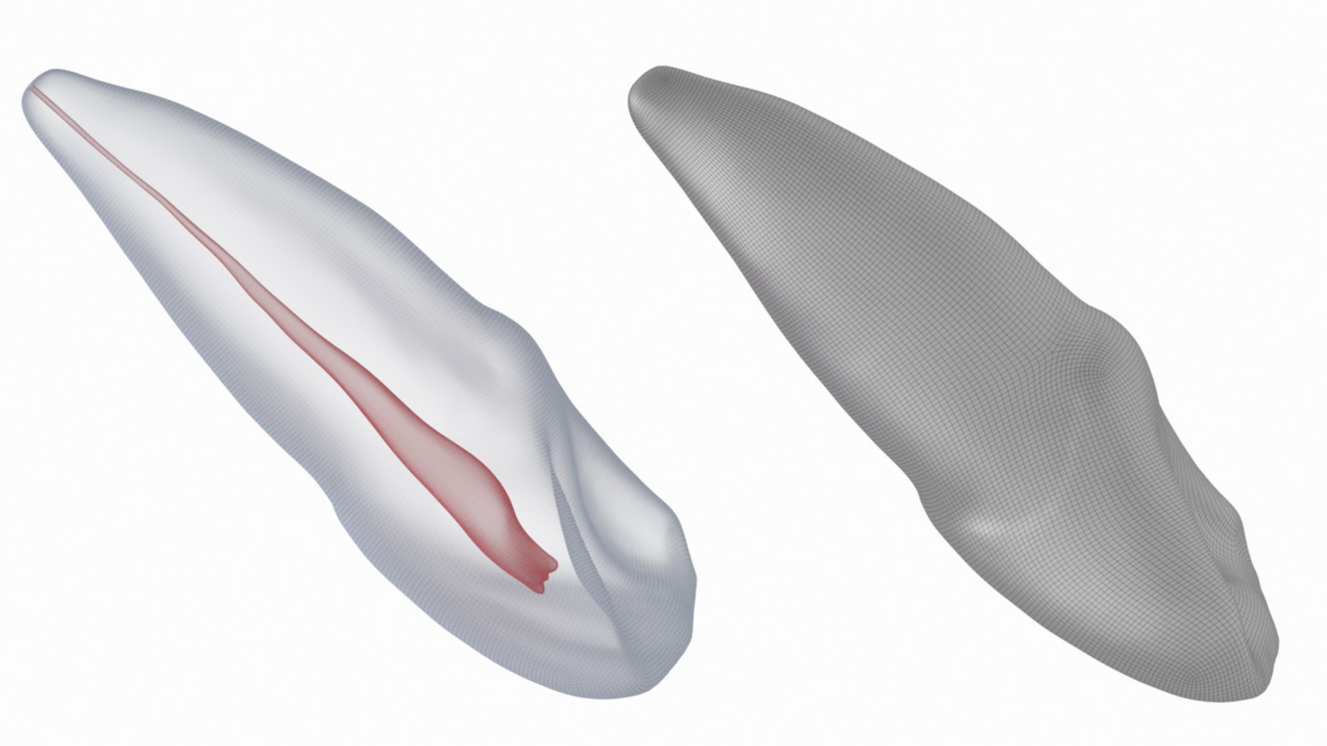 3D Human Upper Left Central Incisor Tooth With Pulp Cavity Model ...
