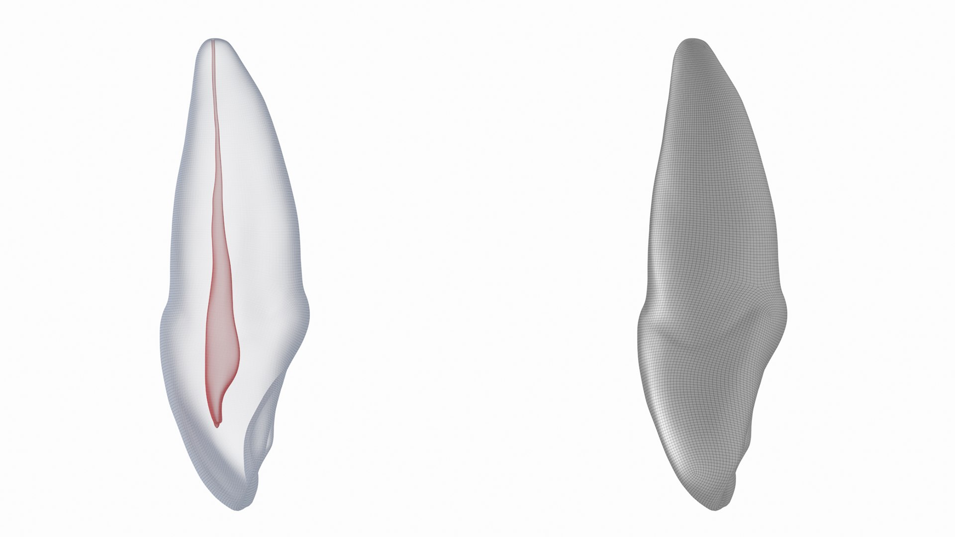 3D Human Upper Left Central Incisor Tooth With Pulp Cavity Model ...