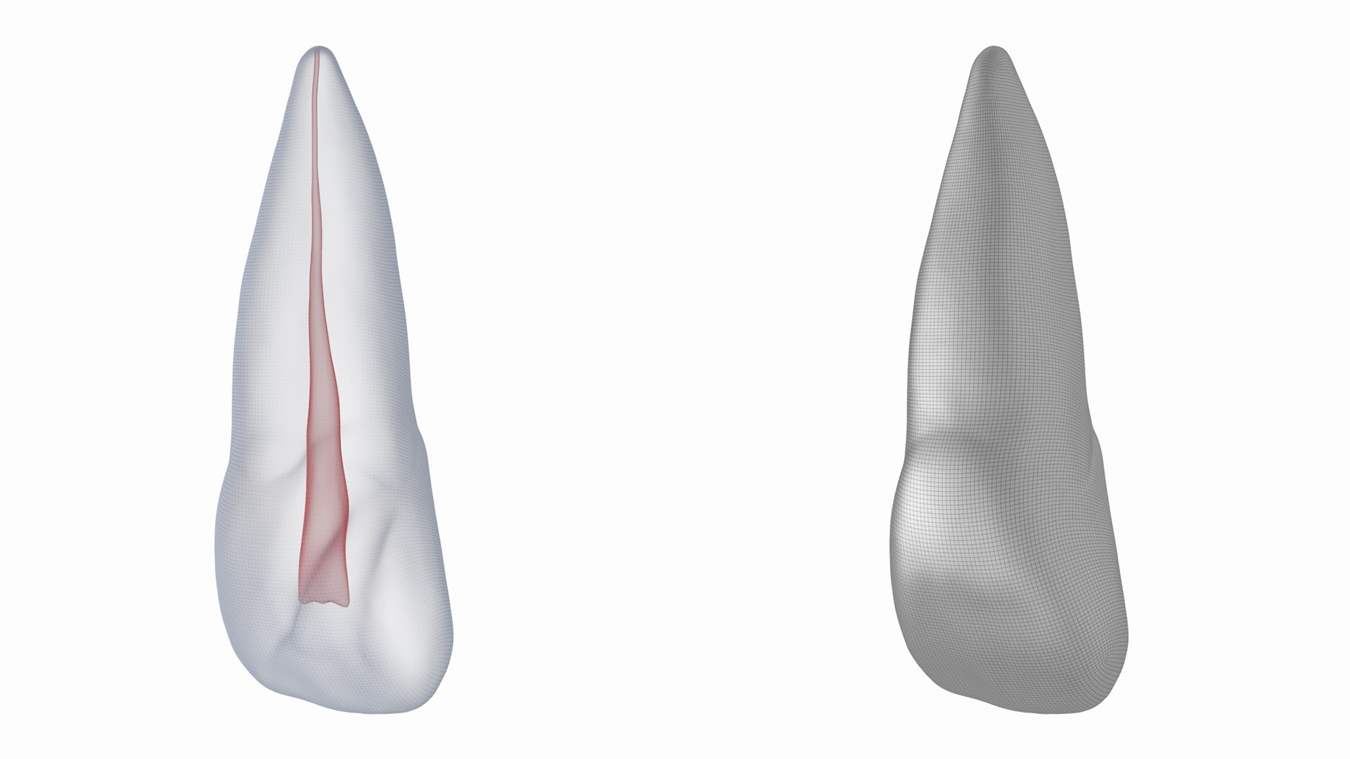 3D Human Upper Left Central Incisor Tooth With Pulp Cavity Model ...
