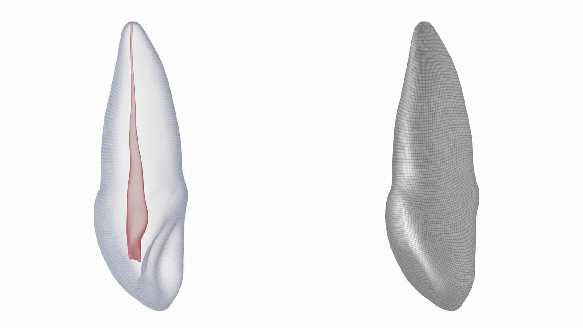 3D Human Upper Left Central Incisor Tooth With Pulp Cavity Model ...