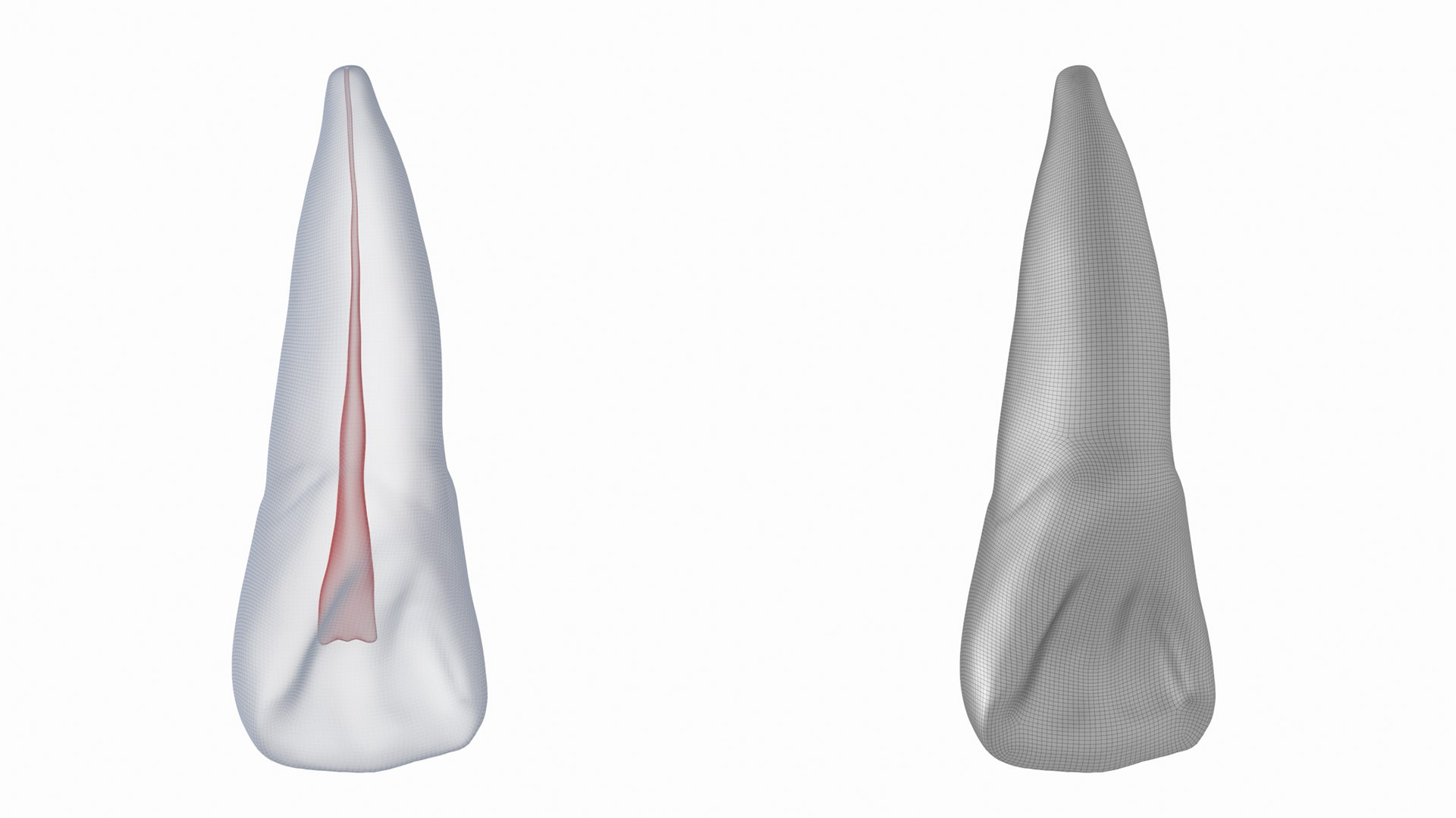 3D Human Upper Left Central Incisor Tooth With Pulp Cavity Model ...