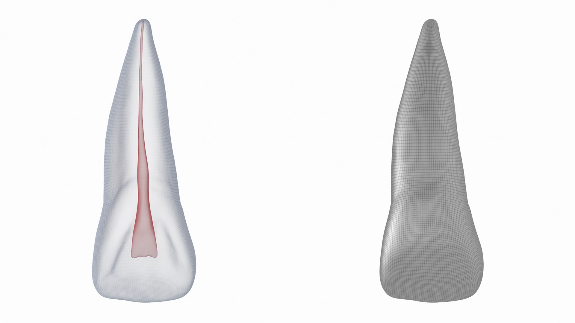 3D Human Upper Left Central Incisor Tooth With Pulp Cavity Model ...
