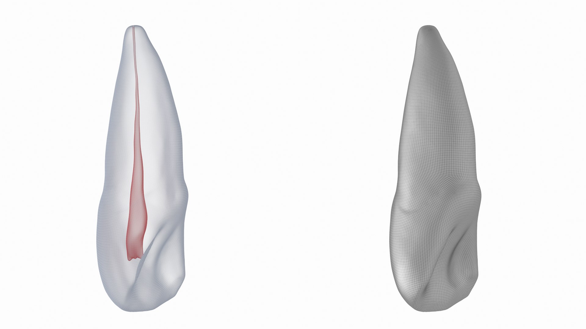 3D Human Upper Left Central Incisor Tooth With Pulp Cavity Model ...