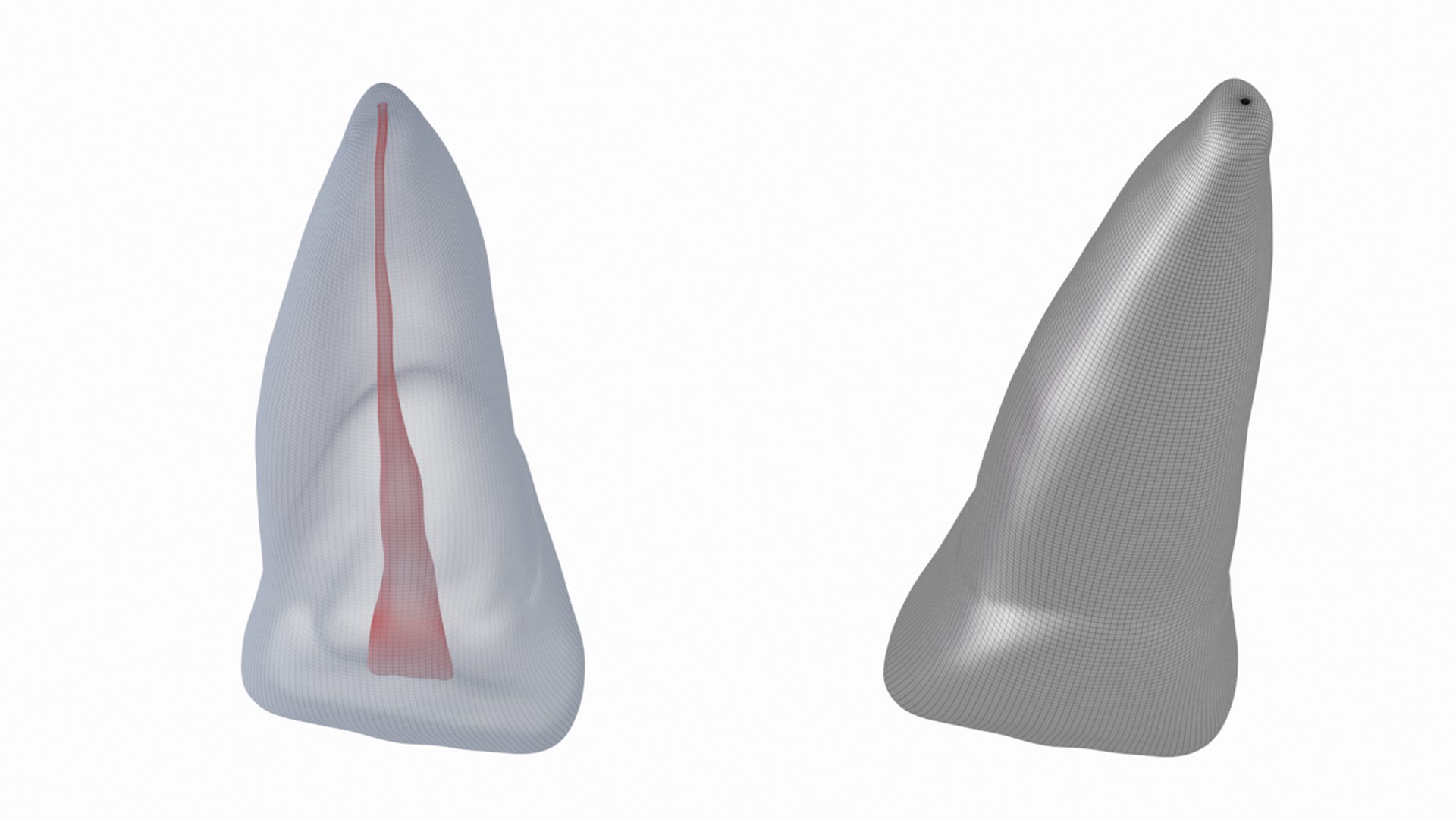3D Human Upper Left Central Incisor Tooth With Pulp Cavity Model ...