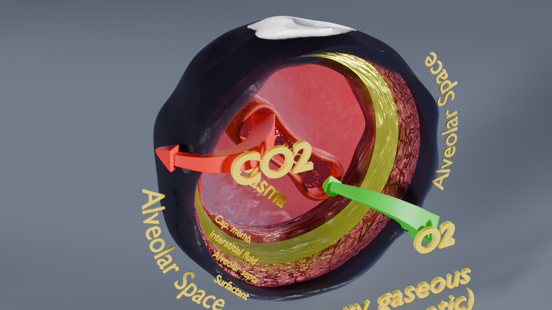3D Respiratory Lung Gas Exchange Schematic - TurboSquid 2324494