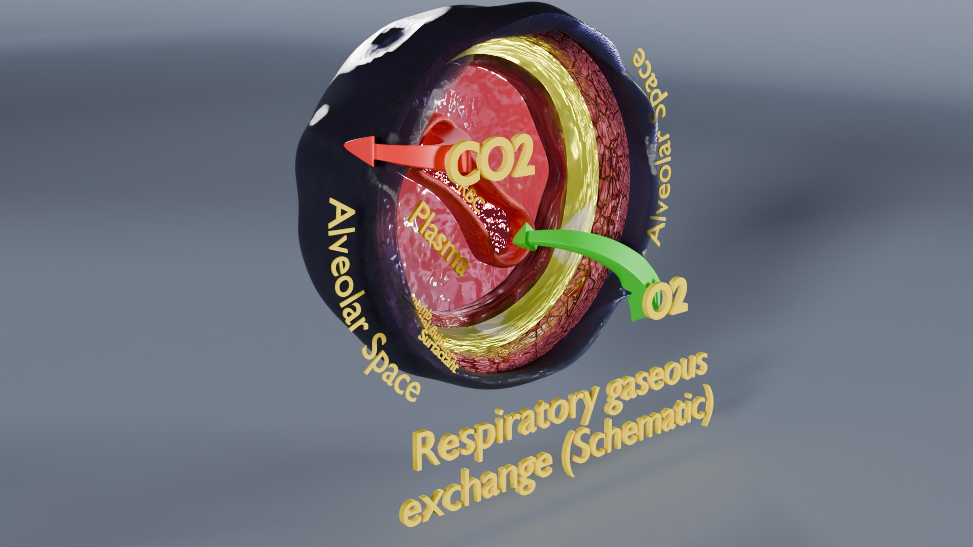 3D Respiratory Lung Gas Exchange Schematic - TurboSquid 2324494