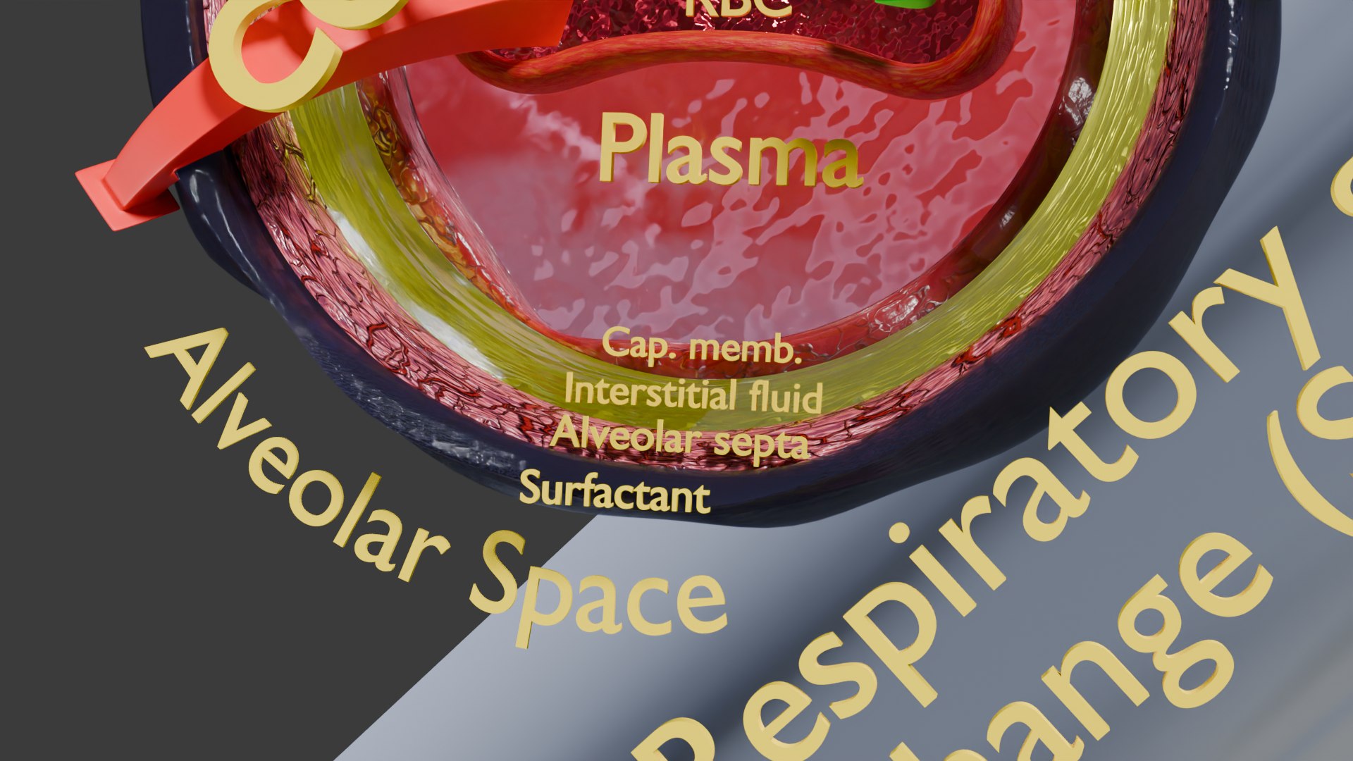 3D Respiratory Lung Gas Exchange Schematic - TurboSquid 2324494