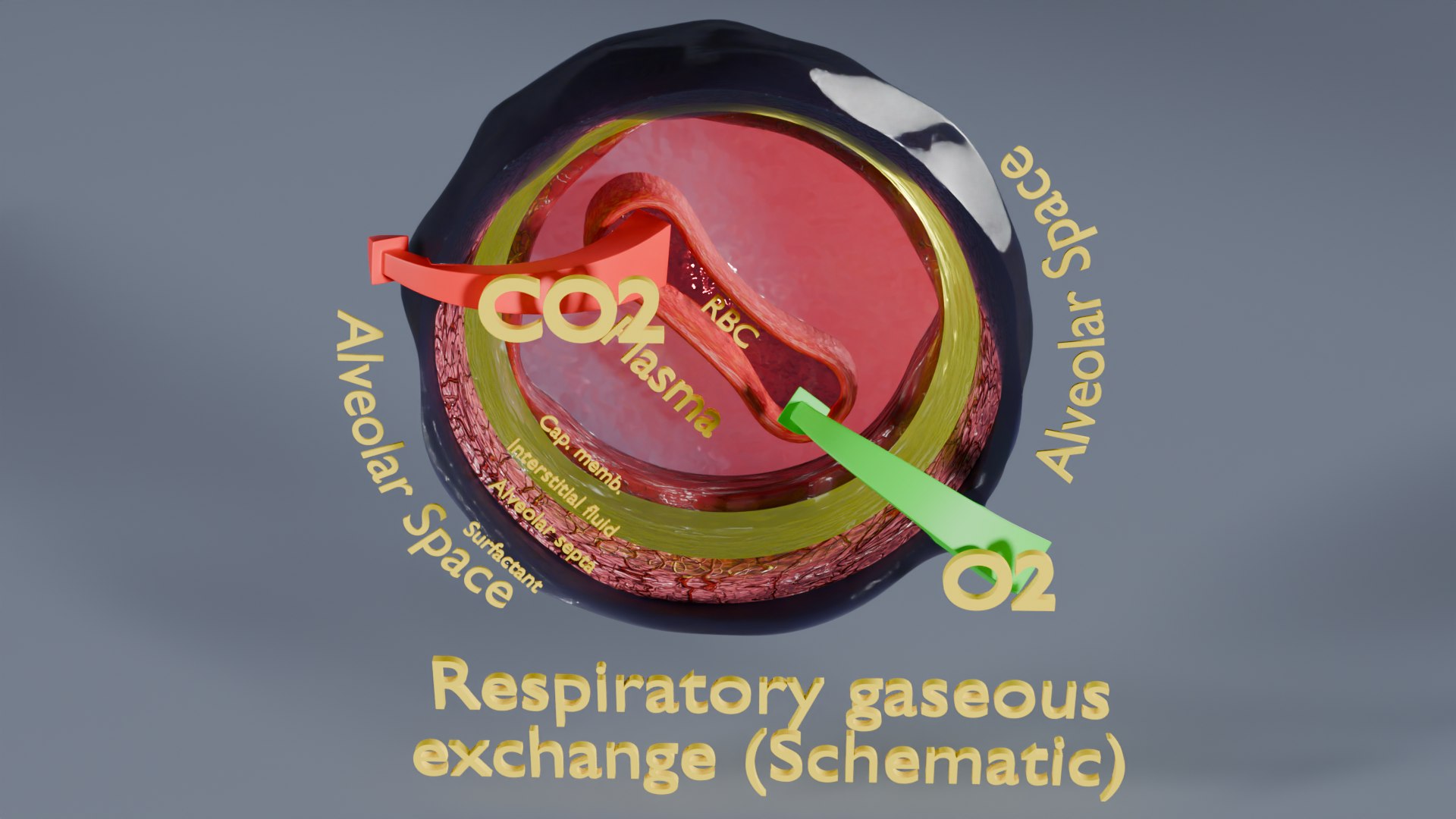 3D Respiratory Lung Gas Exchange Schematic - TurboSquid 2324494
