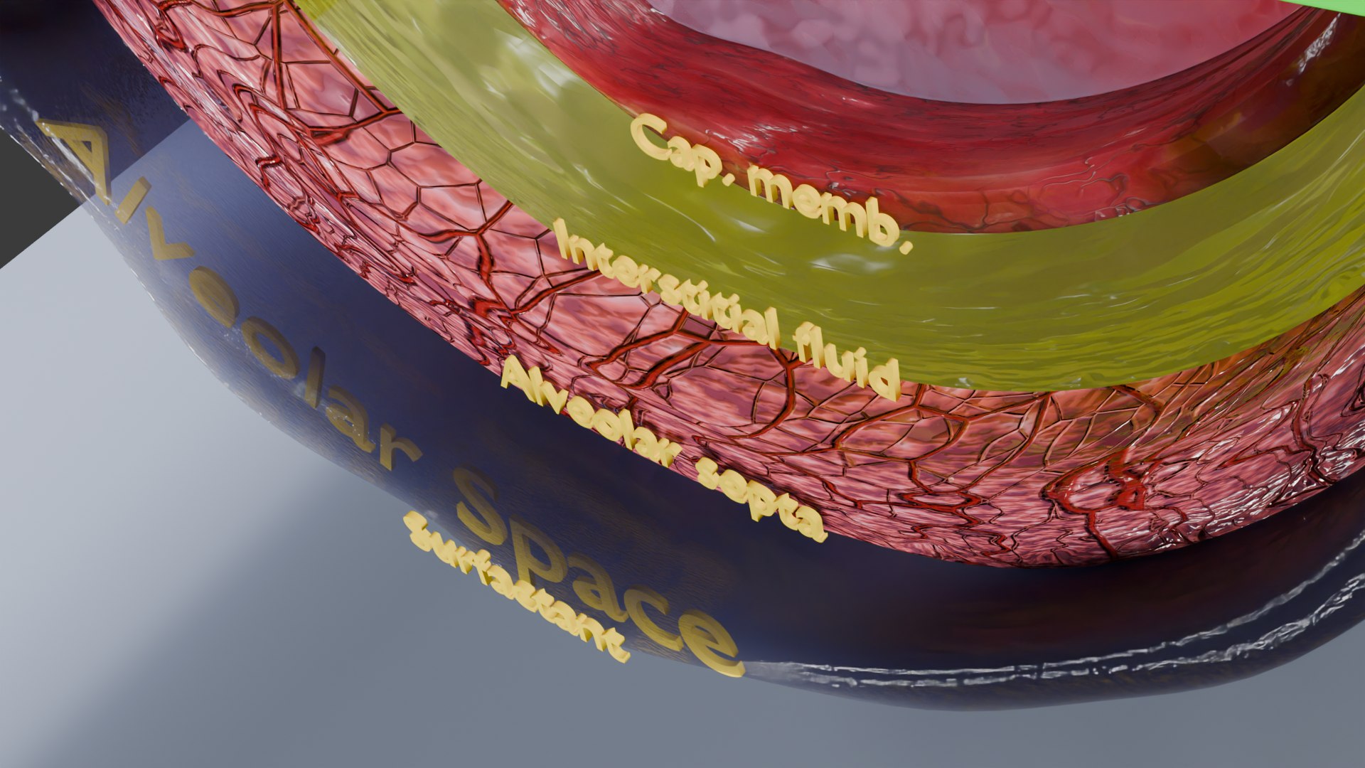 3D Respiratory Lung Gas Exchange Schematic - TurboSquid 2324494