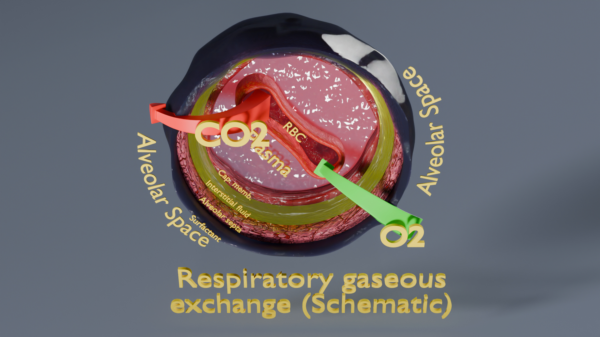 3D Respiratory Lung Gas Exchange Schematic - TurboSquid 2324494