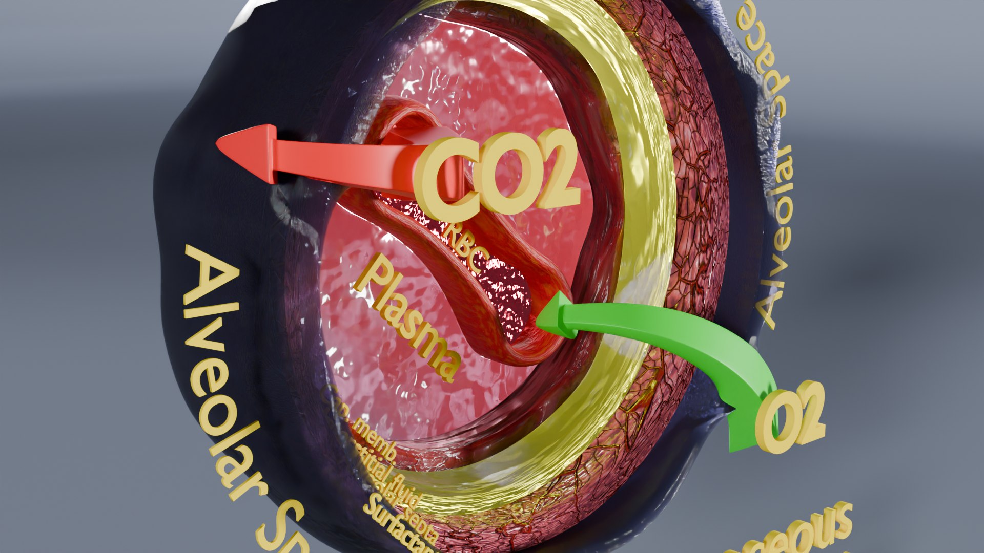 3D Respiratory Lung Gas Exchange Schematic - TurboSquid 2324494