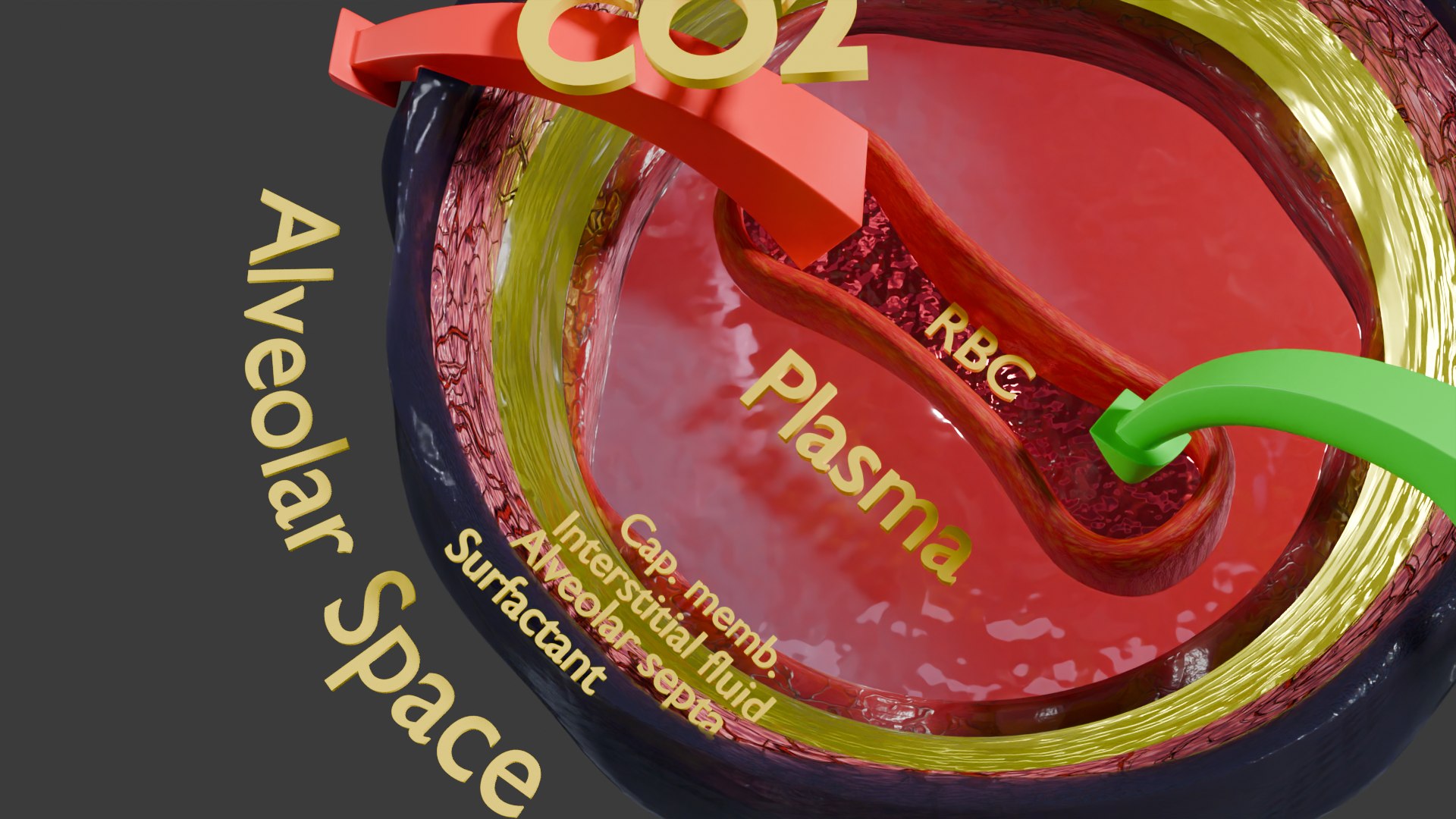 3D Respiratory Lung Gas Exchange Schematic - TurboSquid 2324494