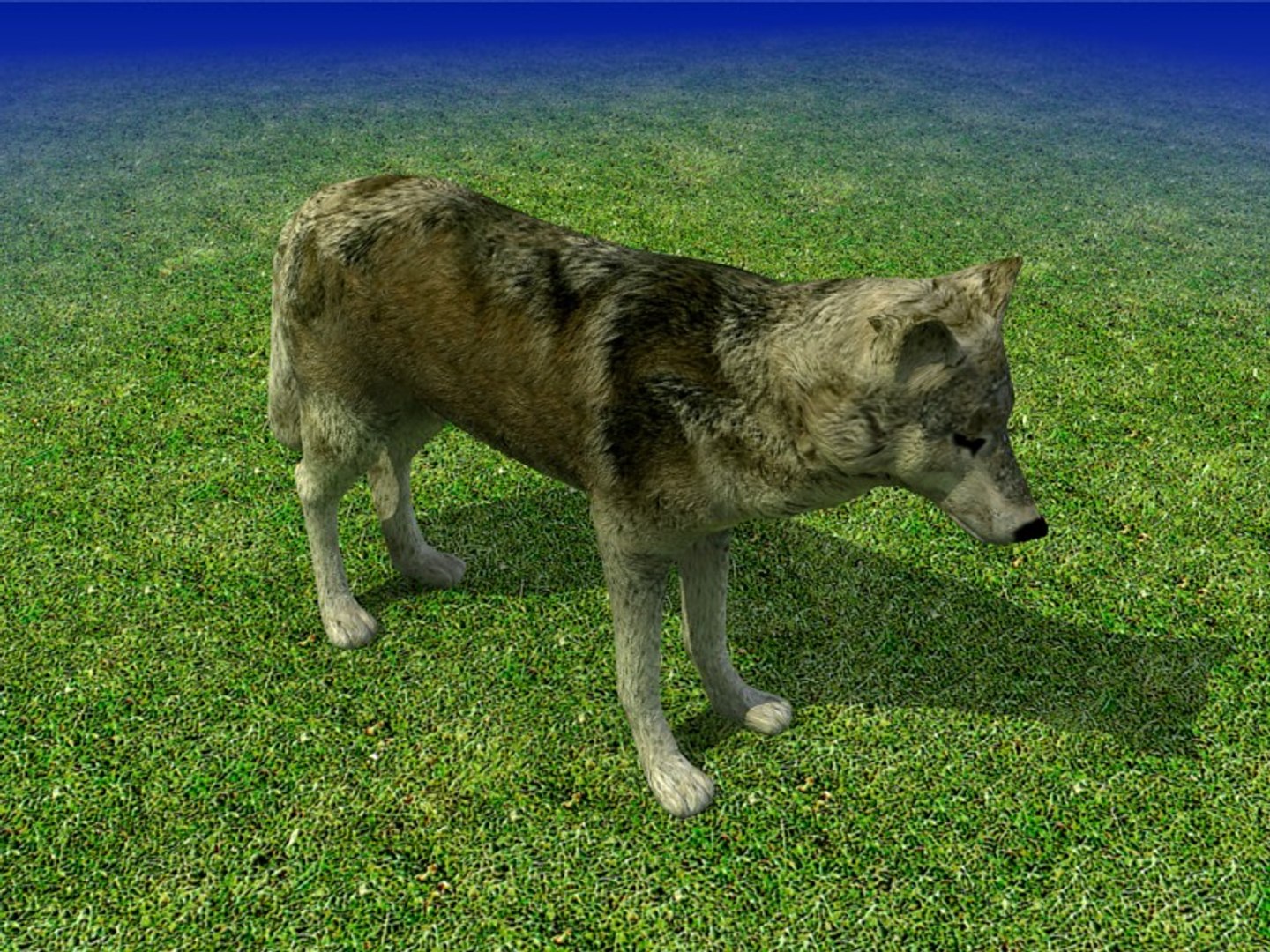3d Model Gray Wolf