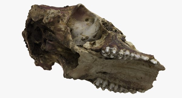 3d model dead dog skull