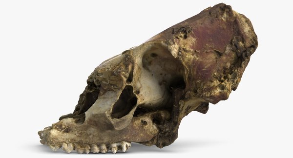 3d model dead dog skull