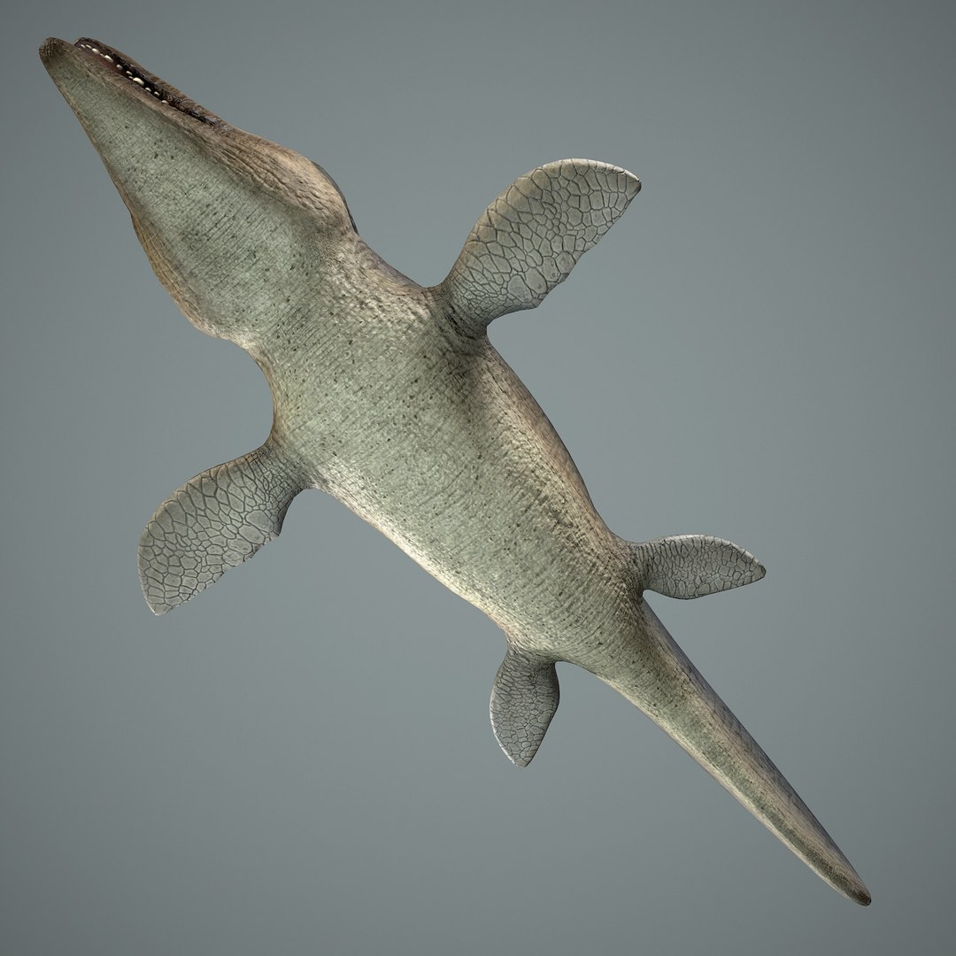 3D Mosasaurus Prehistorik Fossil - TurboSquid 1191696