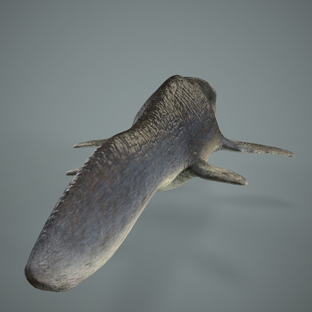3D Mosasaurus Prehistorik Fossil - TurboSquid 1191696