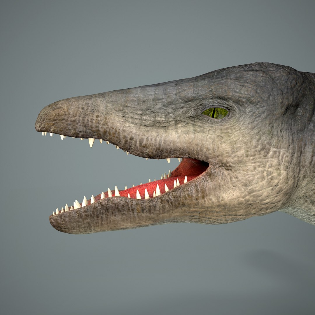 3D Mosasaurus Prehistorik Fossil - TurboSquid 1191696