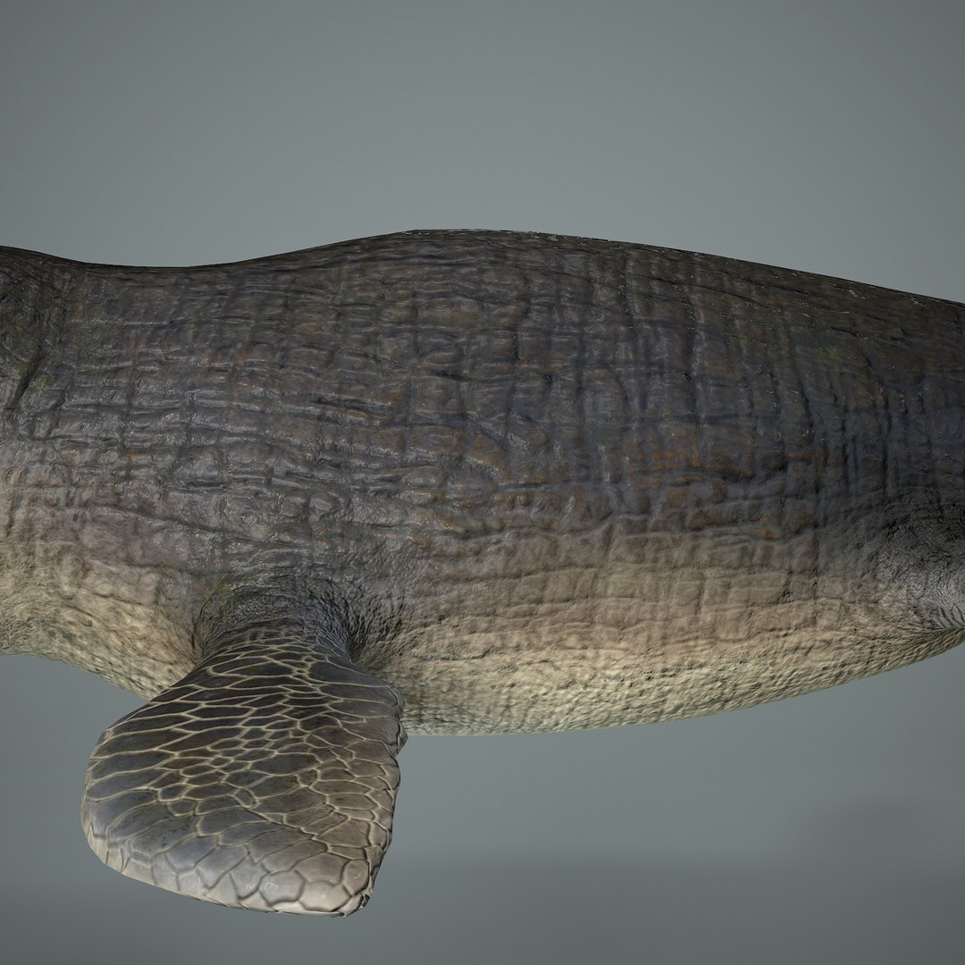 3D Mosasaurus Prehistorik Fossil - TurboSquid 1191696