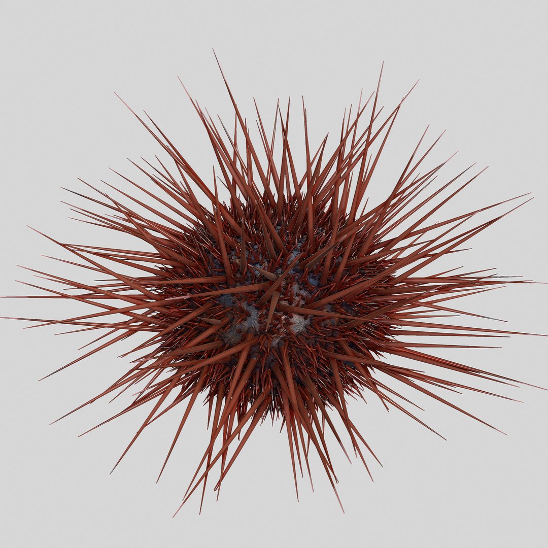 Sea Urchin V1 3D Model - TurboSquid 1931981