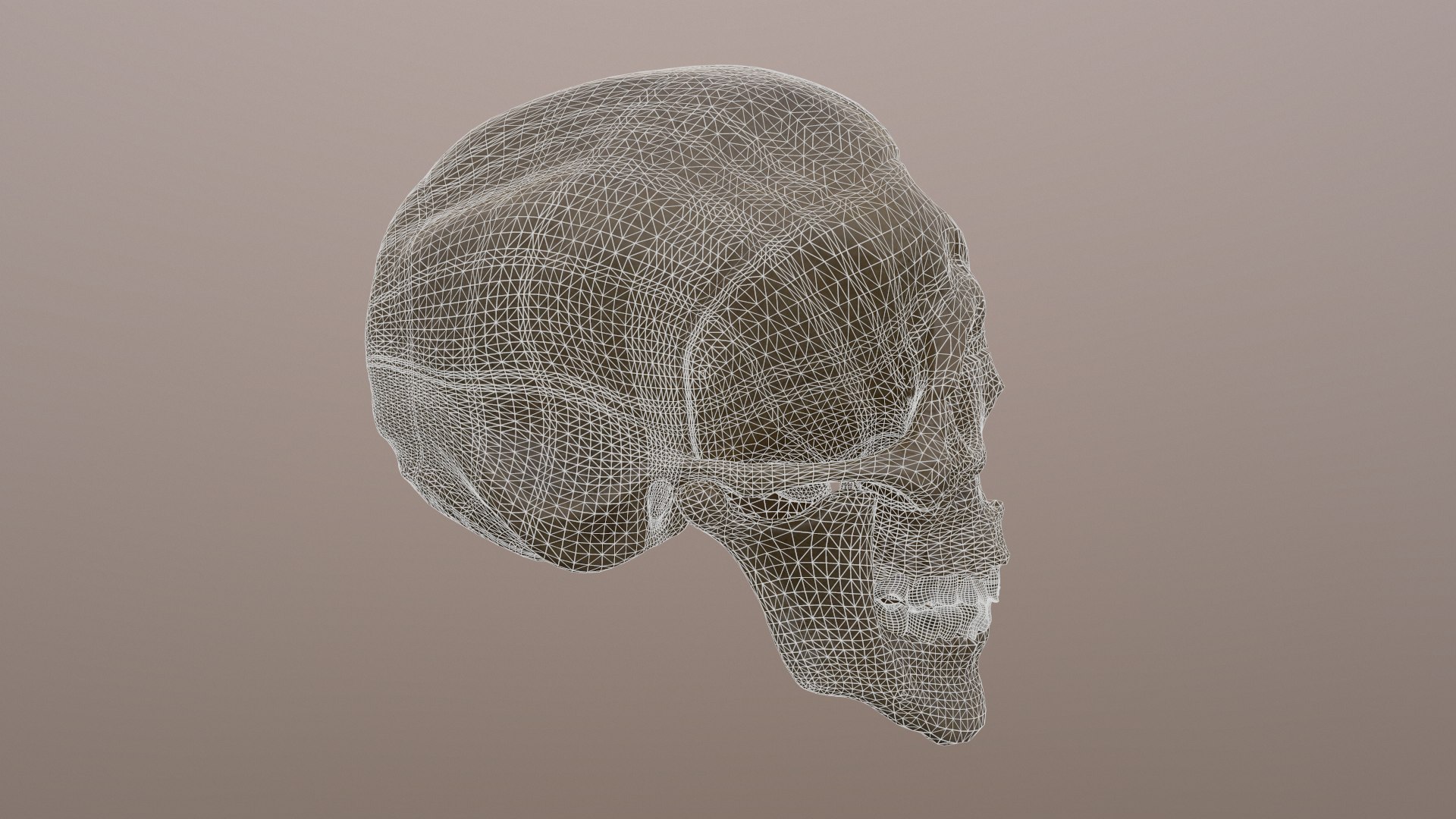 Damaged Skull Model - TurboSquid 1720615