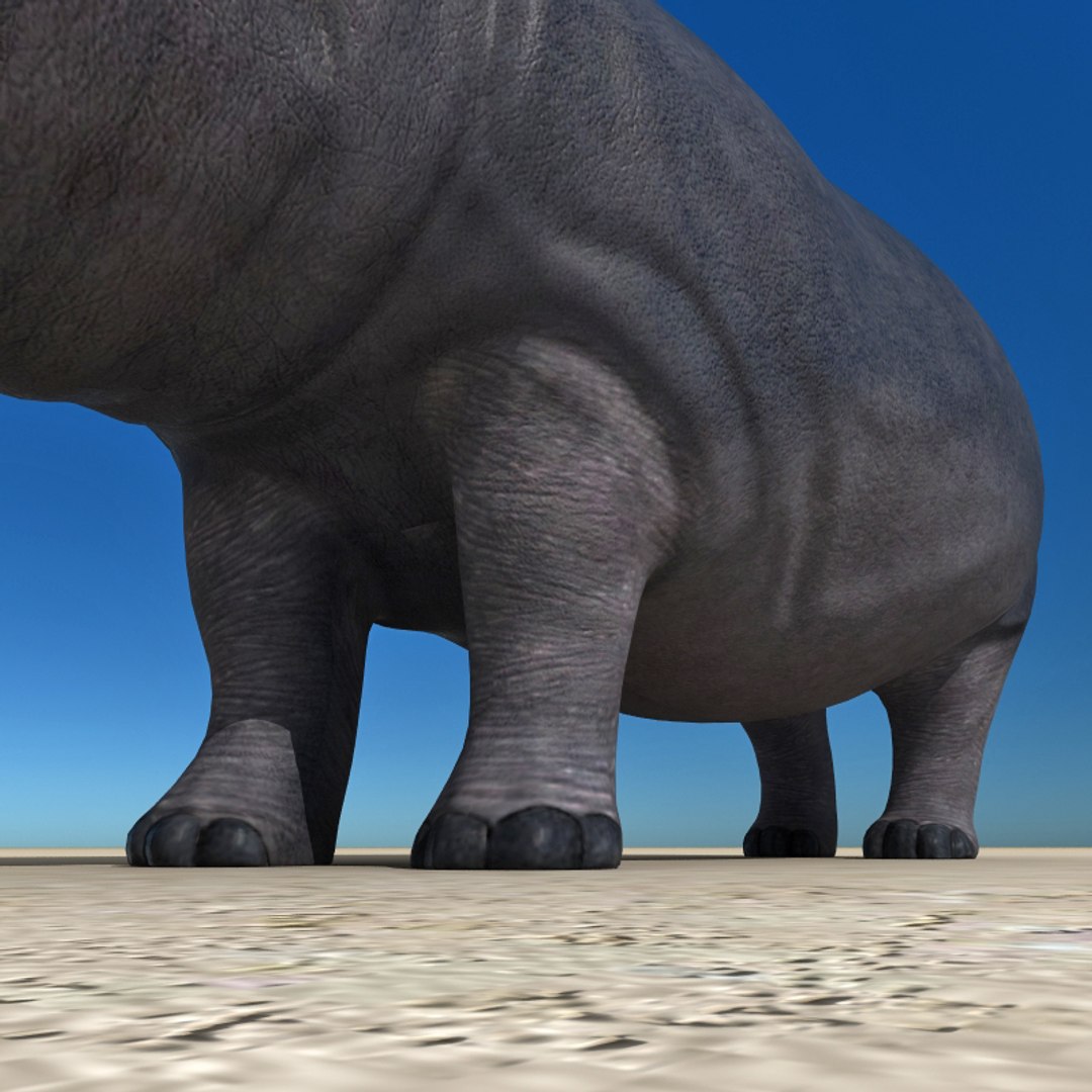 3d model hippo modelled