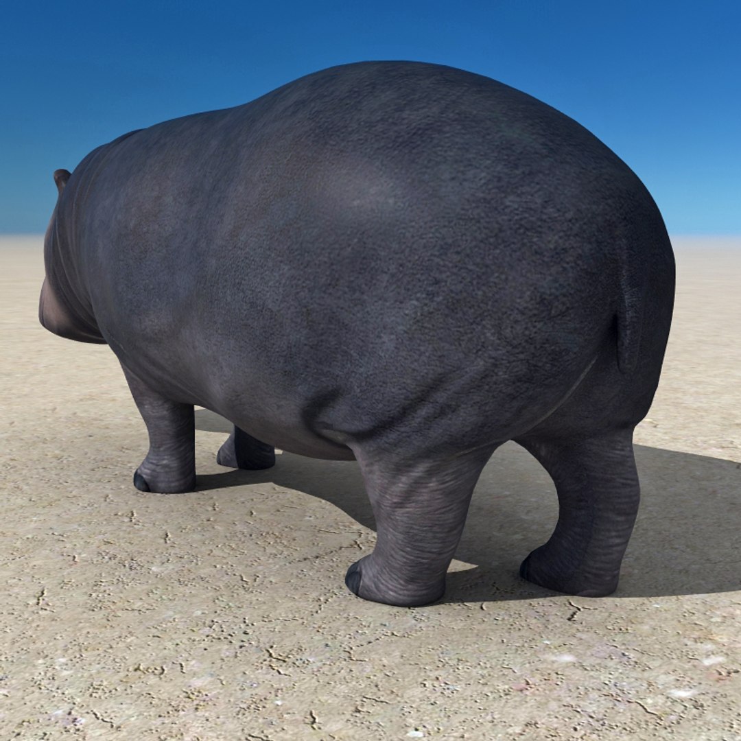 3d model hippo modelled