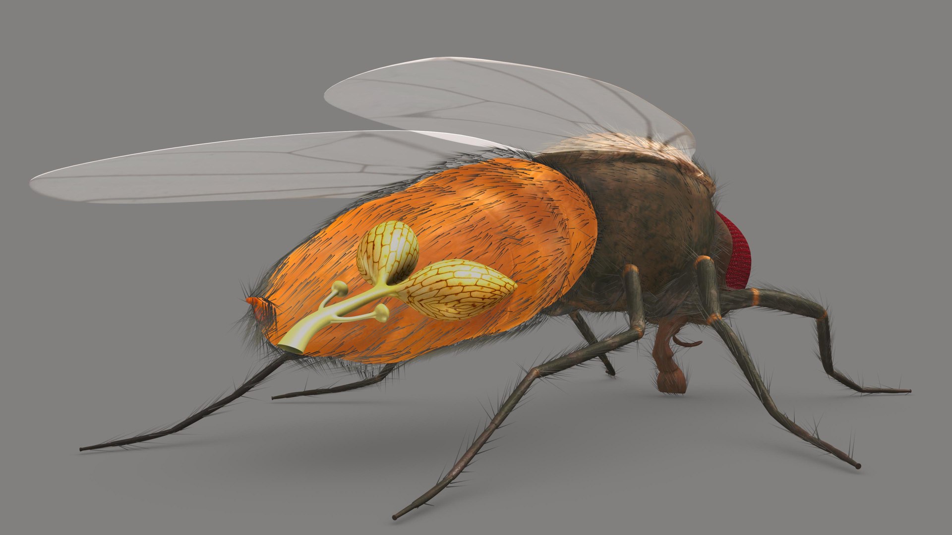 3D Housefly Reproductive system - TurboSquid 1803903