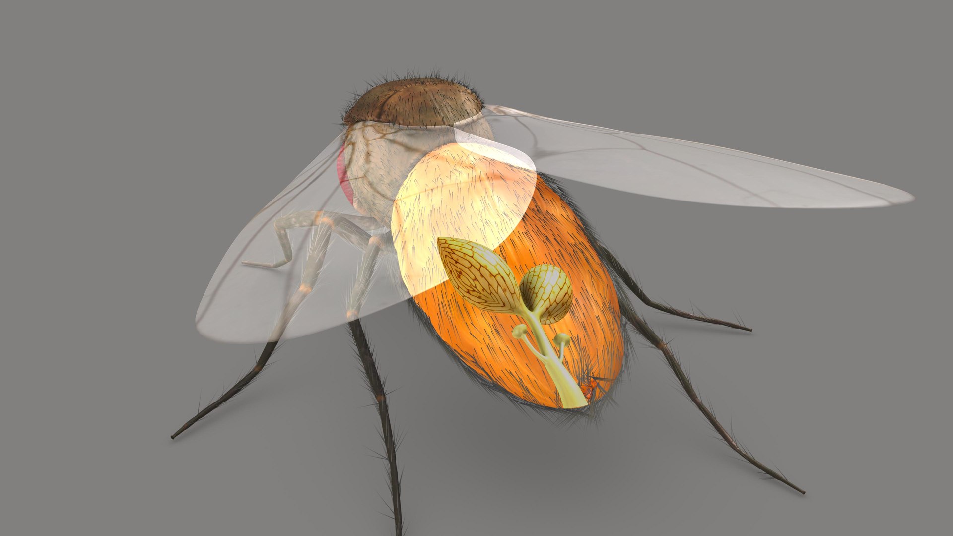 3D Housefly Reproductive system - TurboSquid 1803903