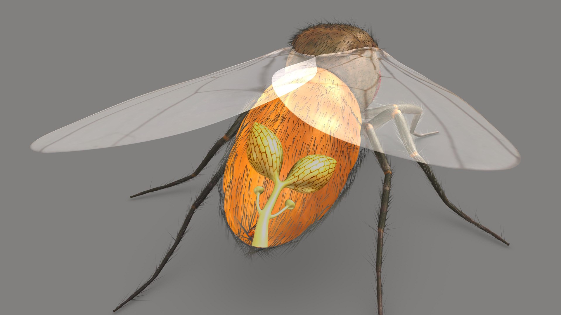 3D Housefly Reproductive system - TurboSquid 1803903
