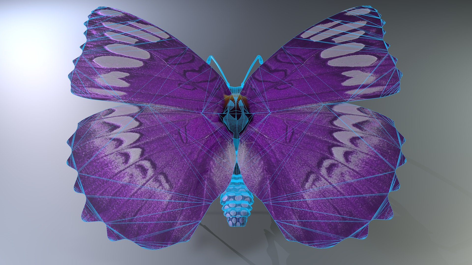 Butterfly Animate 3D Model - TurboSquid 1191860