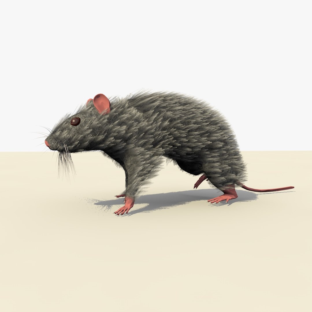 3d Grey Mouse Animations Model
