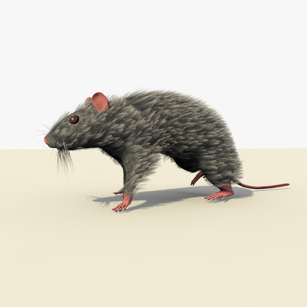 3d Grey Mouse Animations Model