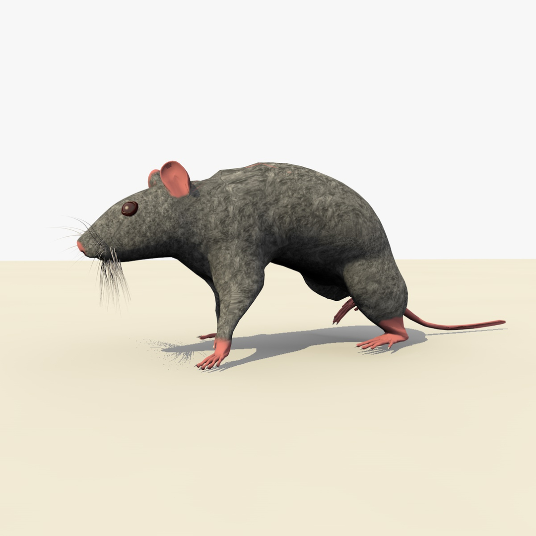3d Grey Mouse Animations Model