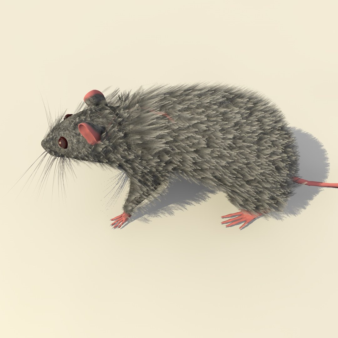 3d Grey Mouse Animations Model