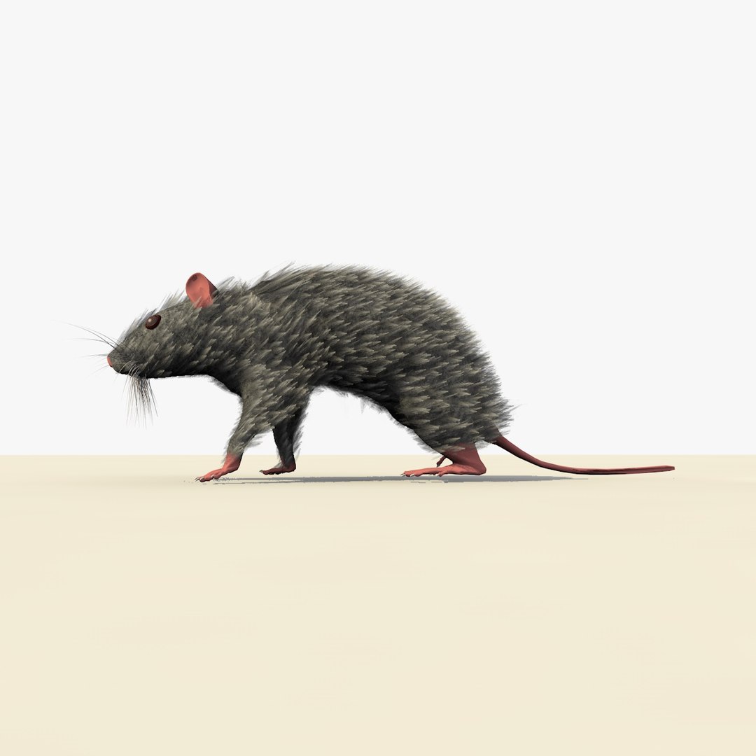 3d Grey Mouse Animations Model