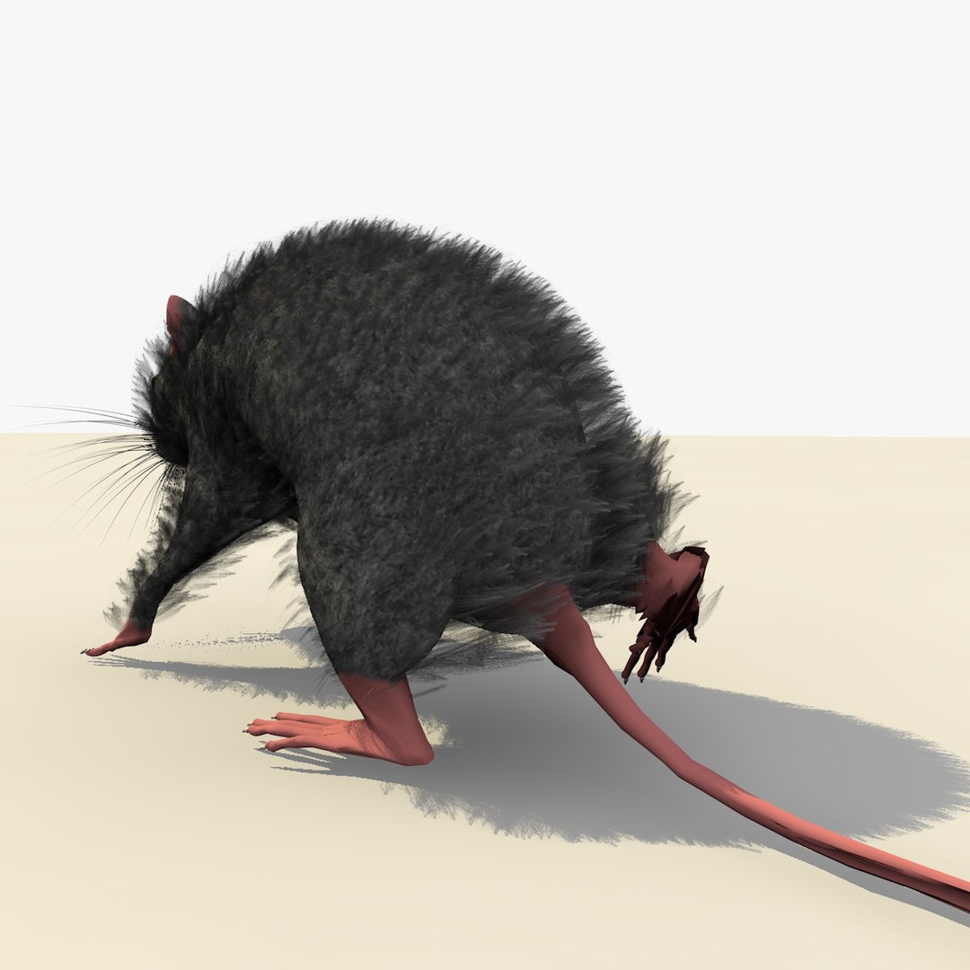 3d Grey Mouse Animations Model