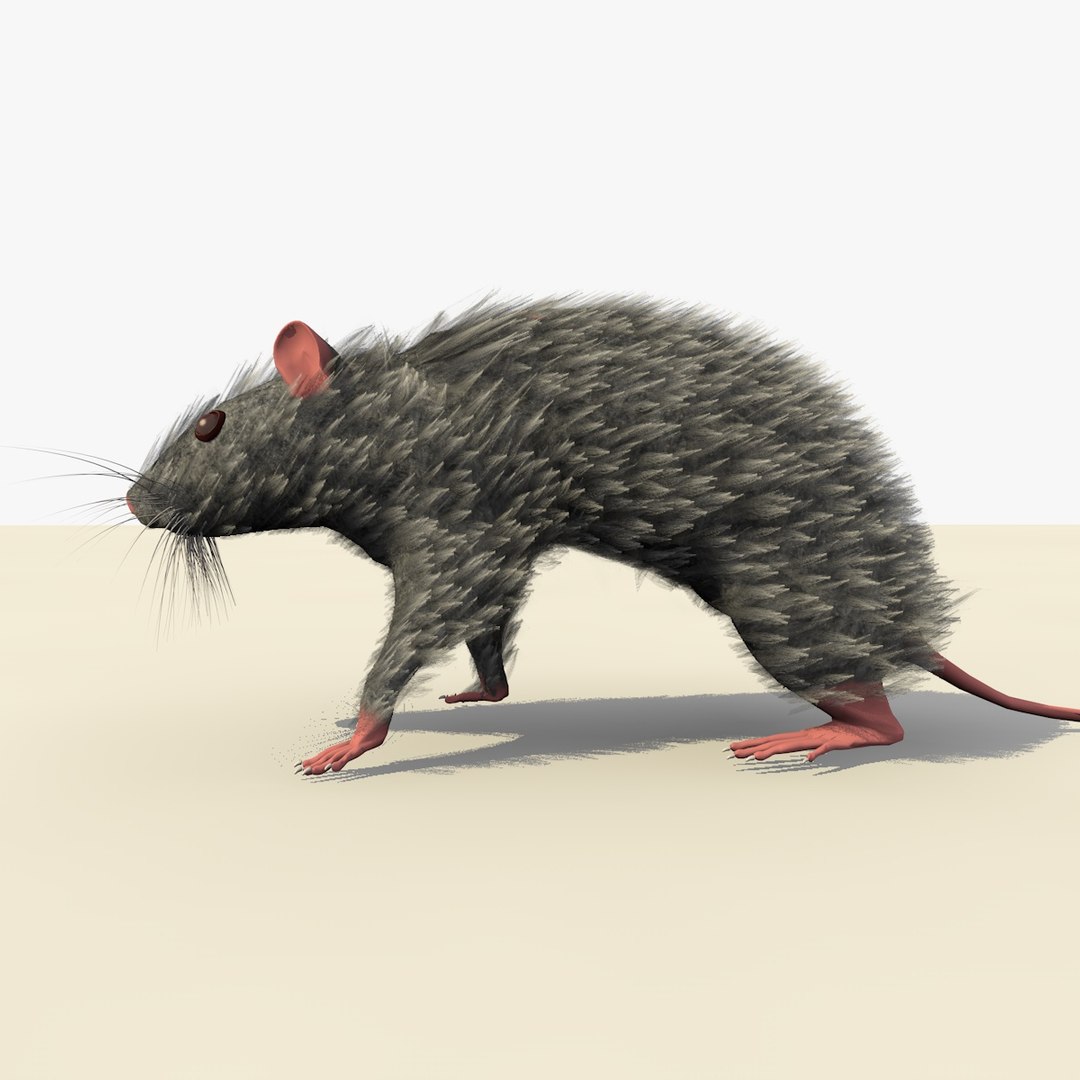 3d Grey Mouse Animations Model