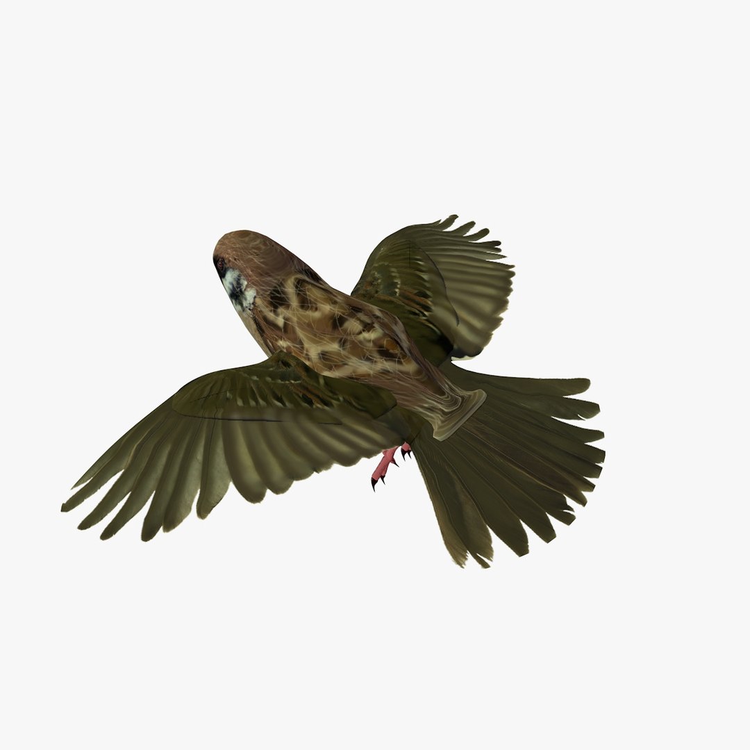 3d House Sparrow Landing Walking