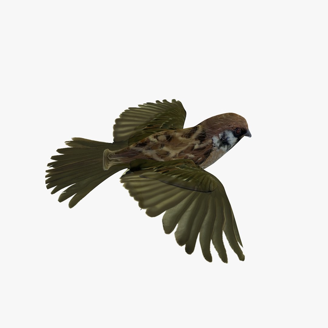 3d House Sparrow Landing Walking