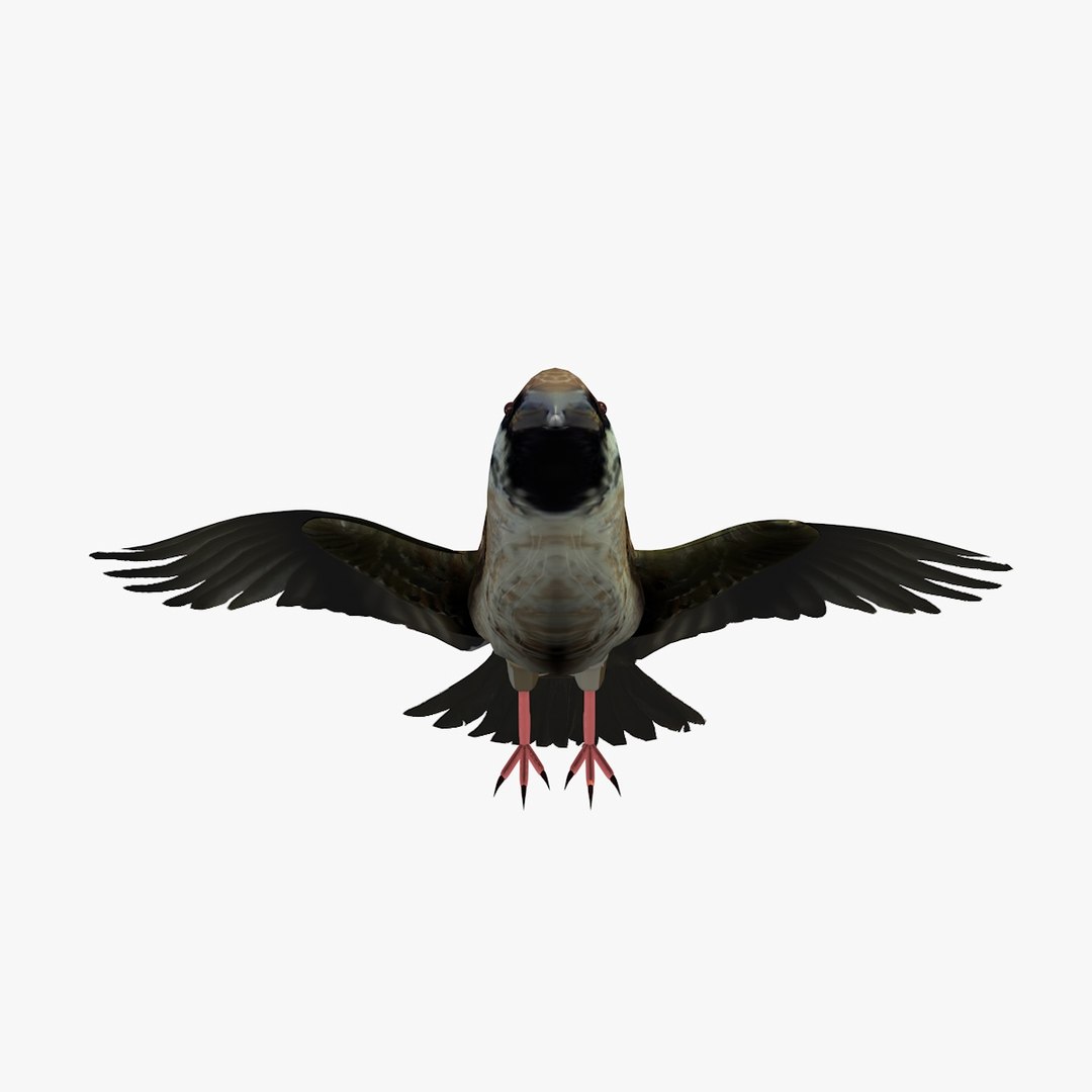 3d House Sparrow Landing Walking