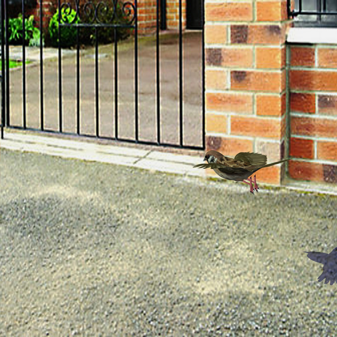 3d House Sparrow Landing Walking