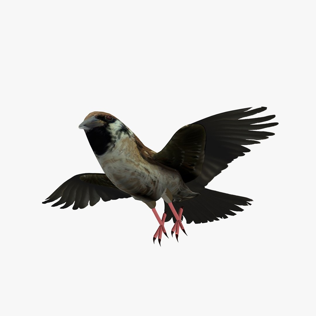 3d House Sparrow Landing Walking