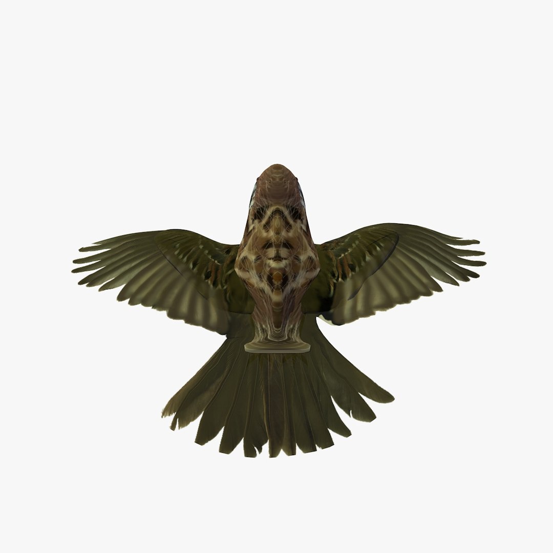 3d House Sparrow Landing Walking