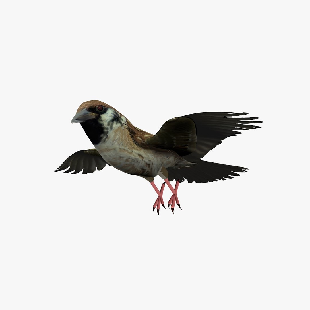 3d House Sparrow Landing Walking