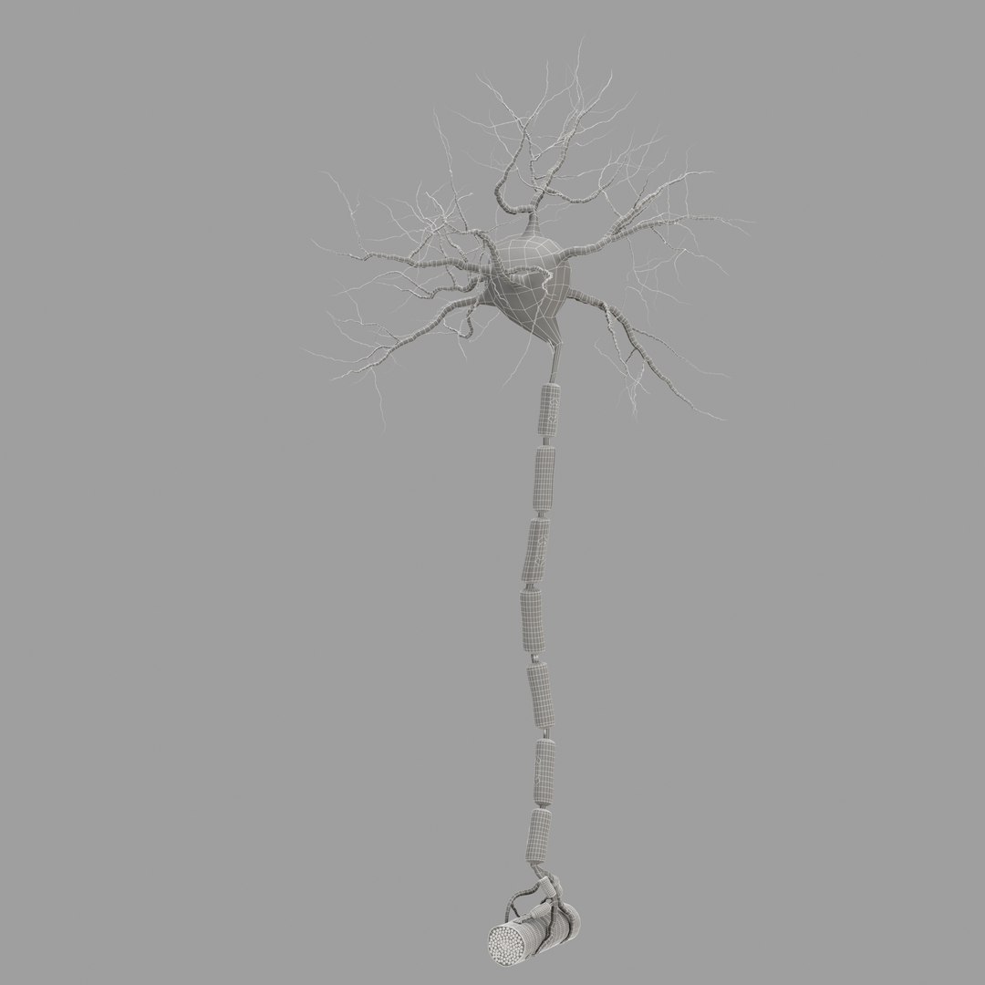 3D Motor Neuron - TurboSquid 1158889