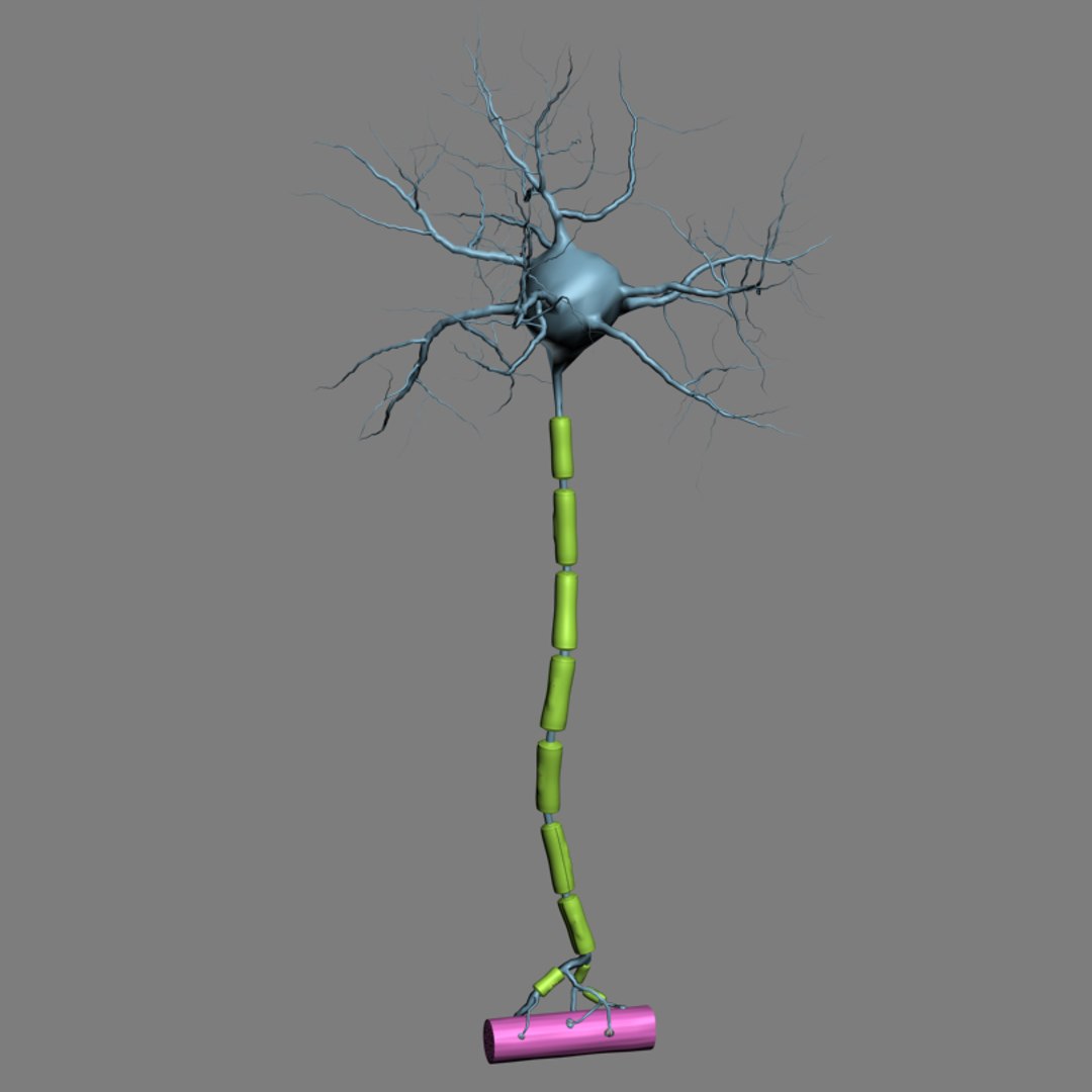 3D motor neuron - TurboSquid 1158889