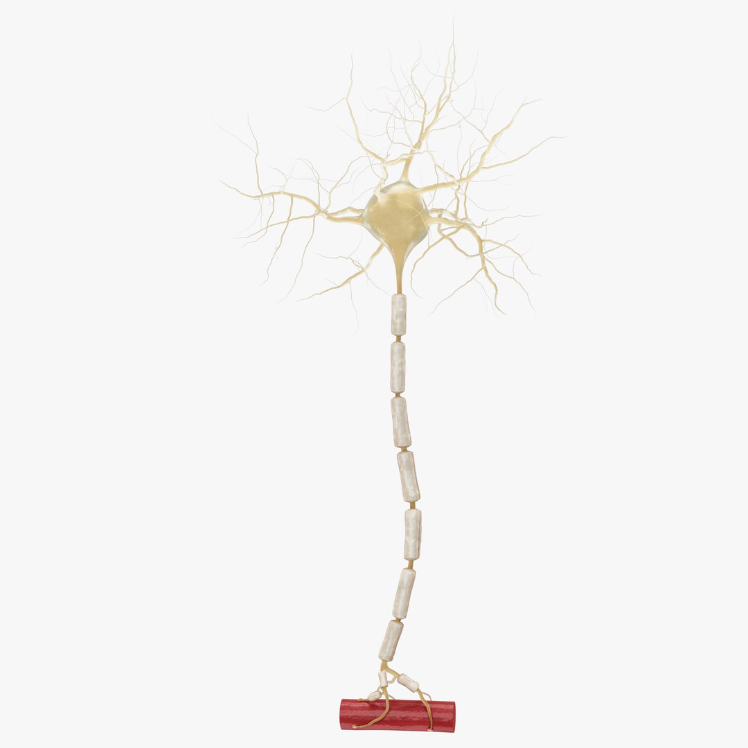 3D Motor Neuron - TurboSquid 1158889