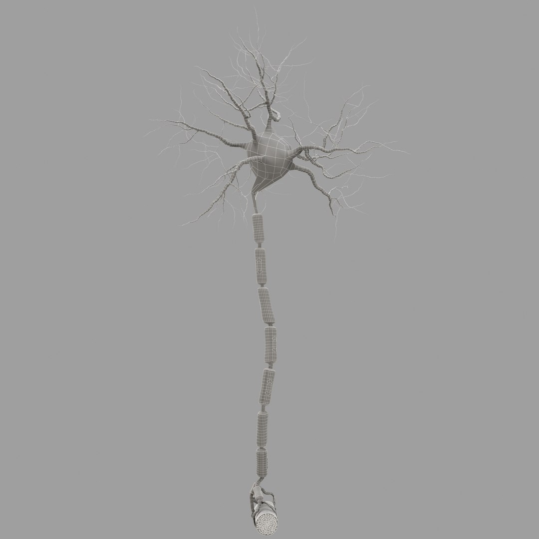 3D Motor Neuron - TurboSquid 1158889