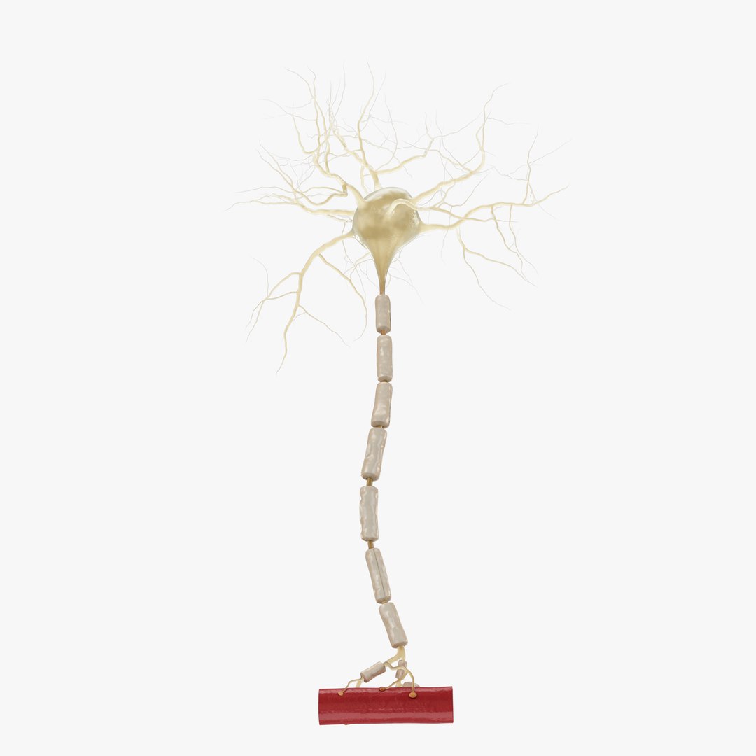 3D Motor Neuron - TurboSquid 1158889